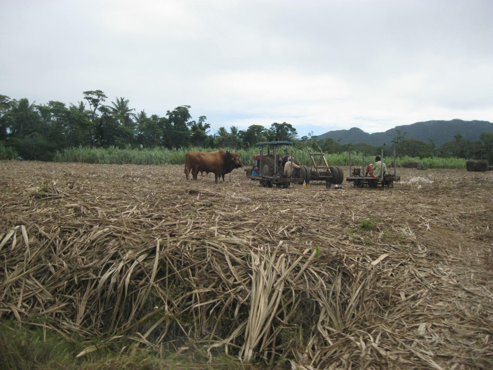 exploring dreaming discovering: life in labasa