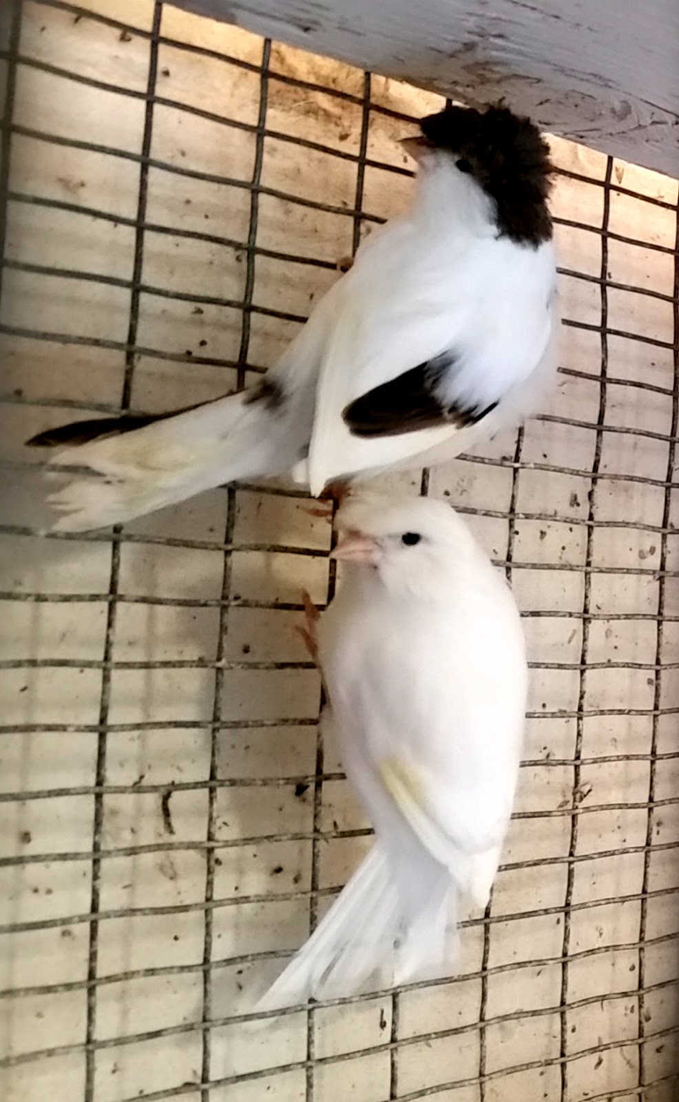 Canary One Aviary: PHOTOS