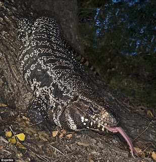 Soda Cove: TAGO? A new animal?