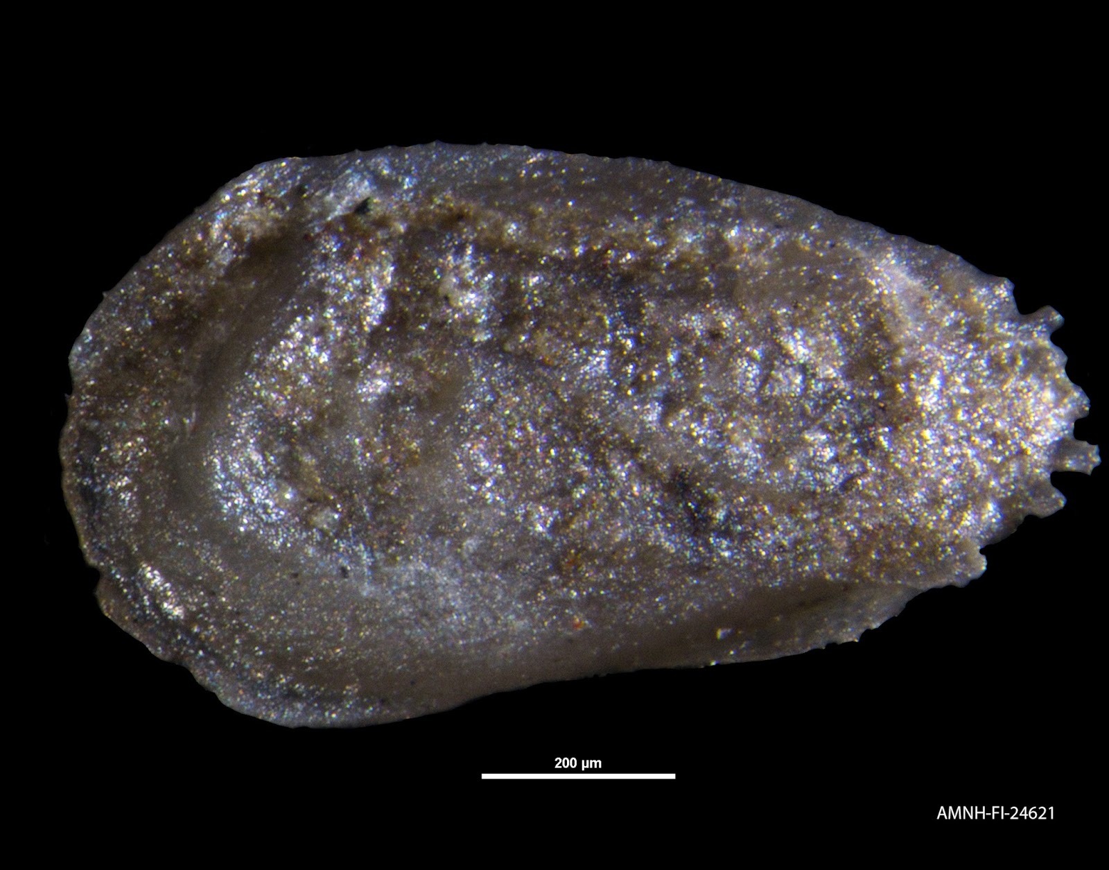 Microfossils Project: August 2013