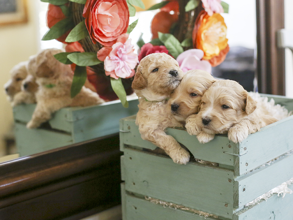 Faithful Doodles: Tinker Bell & Charlie's Australian Multi-Gen ...