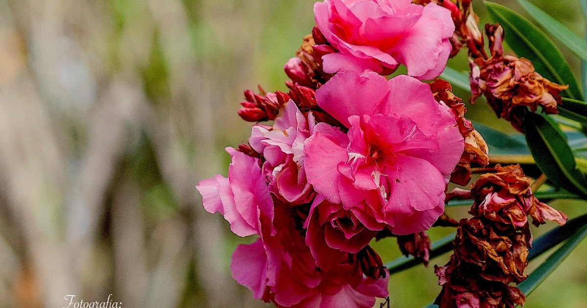 Los peligros de las Adelfas (Nerium oleander) 5 fotografías ...
