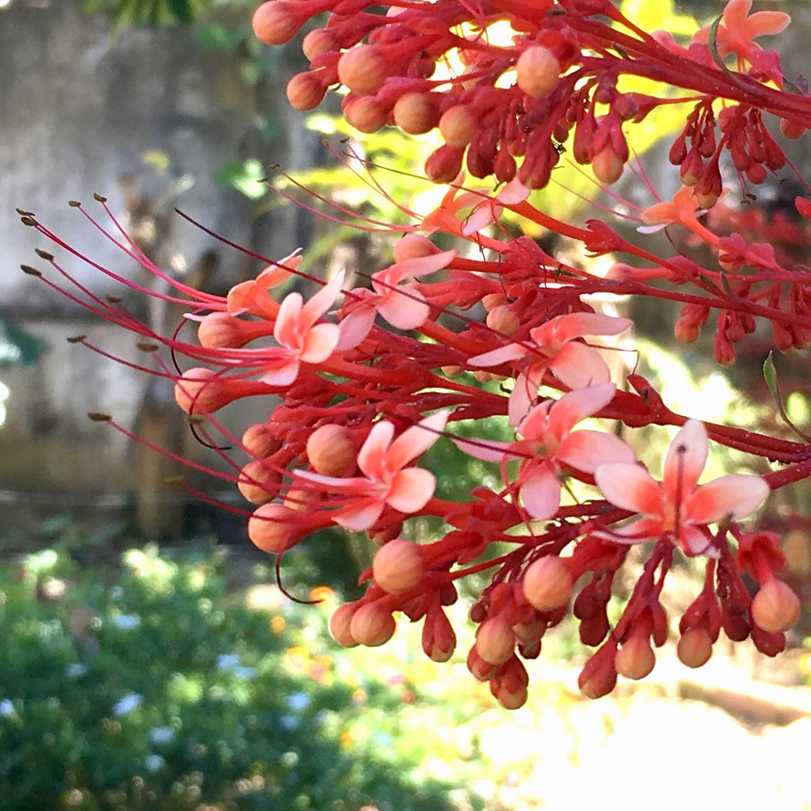 Nature's Presents : Pagoda Flower