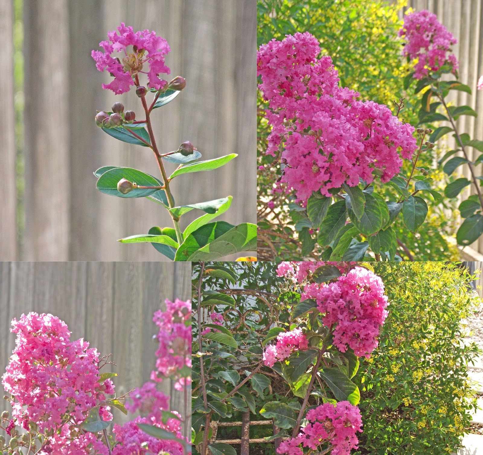 A WHITEWASHED COTTAGE: September's "Myrtles"