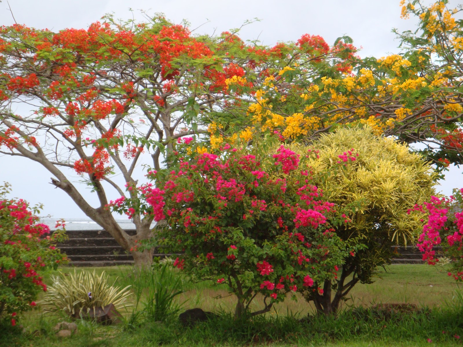 The Palagi Perspective: Tamaligi (Flame Trees) at Mulinuu, Apia, Samoa ...
