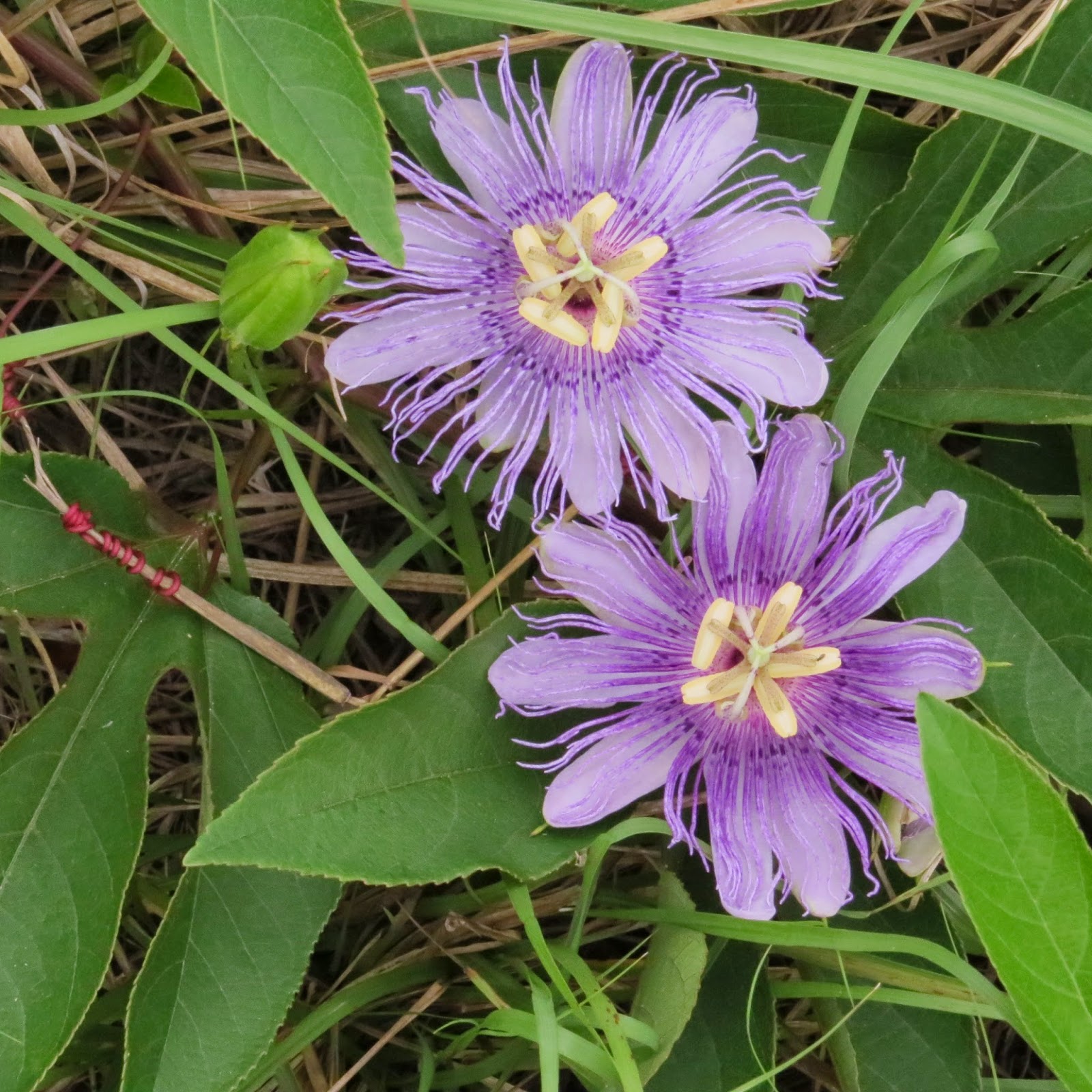 Simply Living: Green egg or maypop?