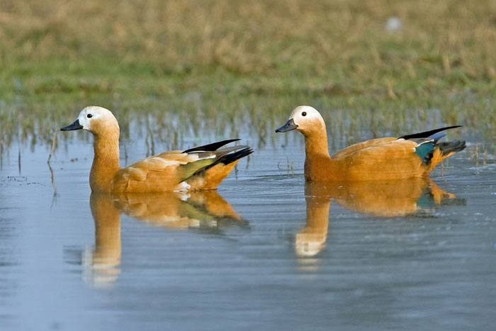 How Interesting: Ruddy Shelducks come in pairs~June 23