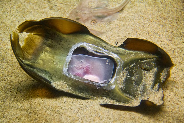 Biologia-Vida: Momento único: o nascimento de uma arraia! / An unique ...
