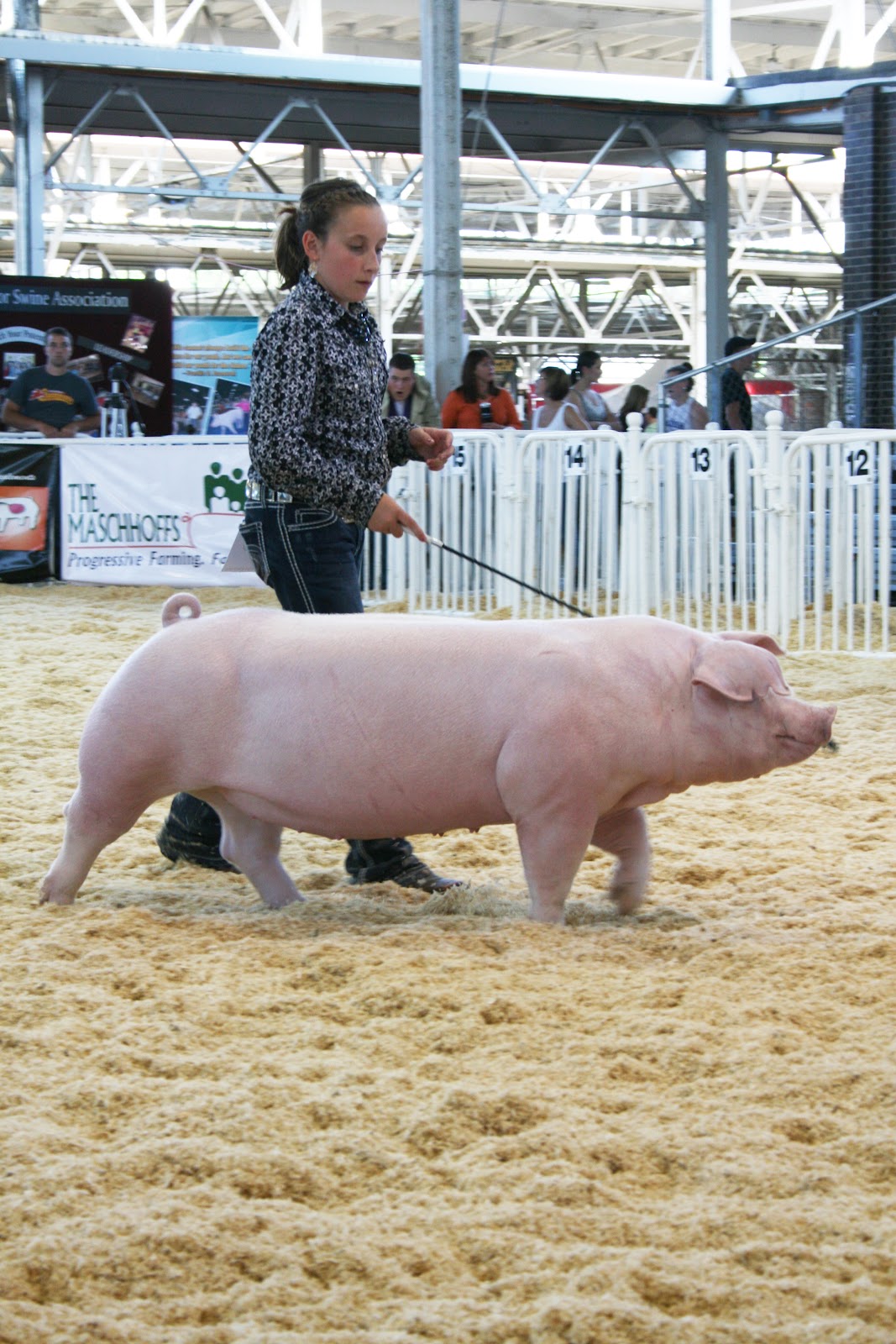NSR Show & Sale Results: World Pork Expo Junior Landrace Breeding Gilt ...