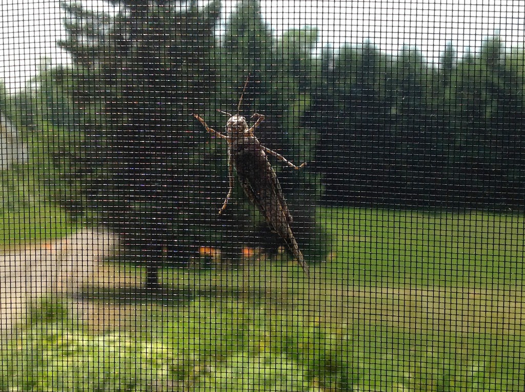 AKQGuy: Patience Young Grasshopper