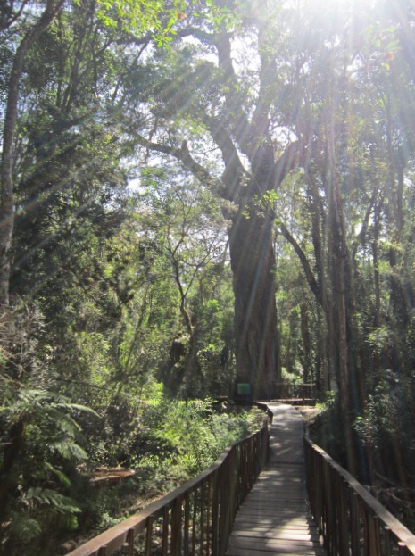 Exploring Africa...and beyond.: Big Tree