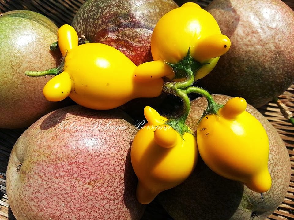 Kebun Bahagia Bersama: Terung Muka Musang