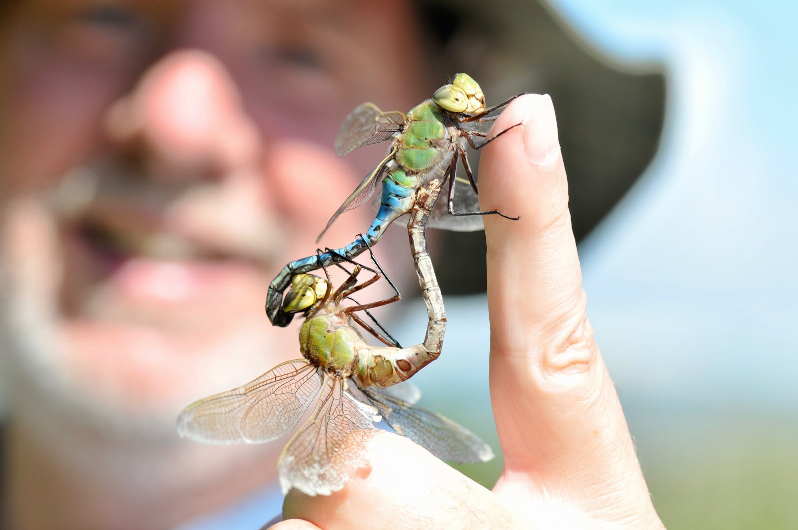 The Dragonfly Whisperer: Species Spotlight: Common Green Darner