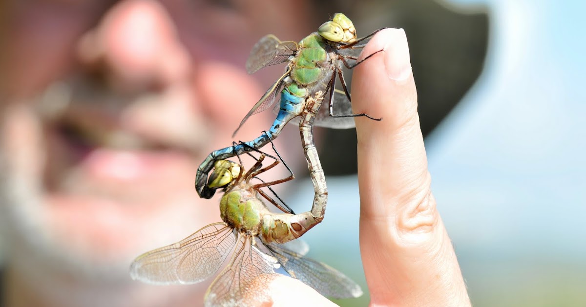 The Dragonfly Whisperer: Species Spotlight: Common Green Darner