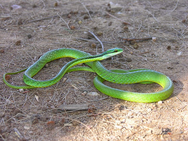 Culebra-perico gargantilla o serpiente loro de la costa pacifica ...