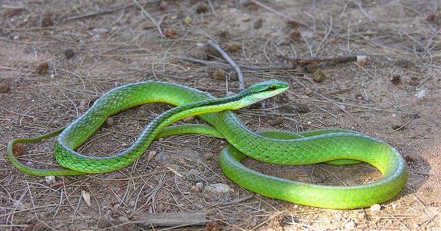 Culebra-perico gargantilla o serpiente loro de la costa pacifica ...