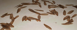 021-22463013 - Mengenal Rayap: 021 22462013 - Ciri rumah yang telah ...