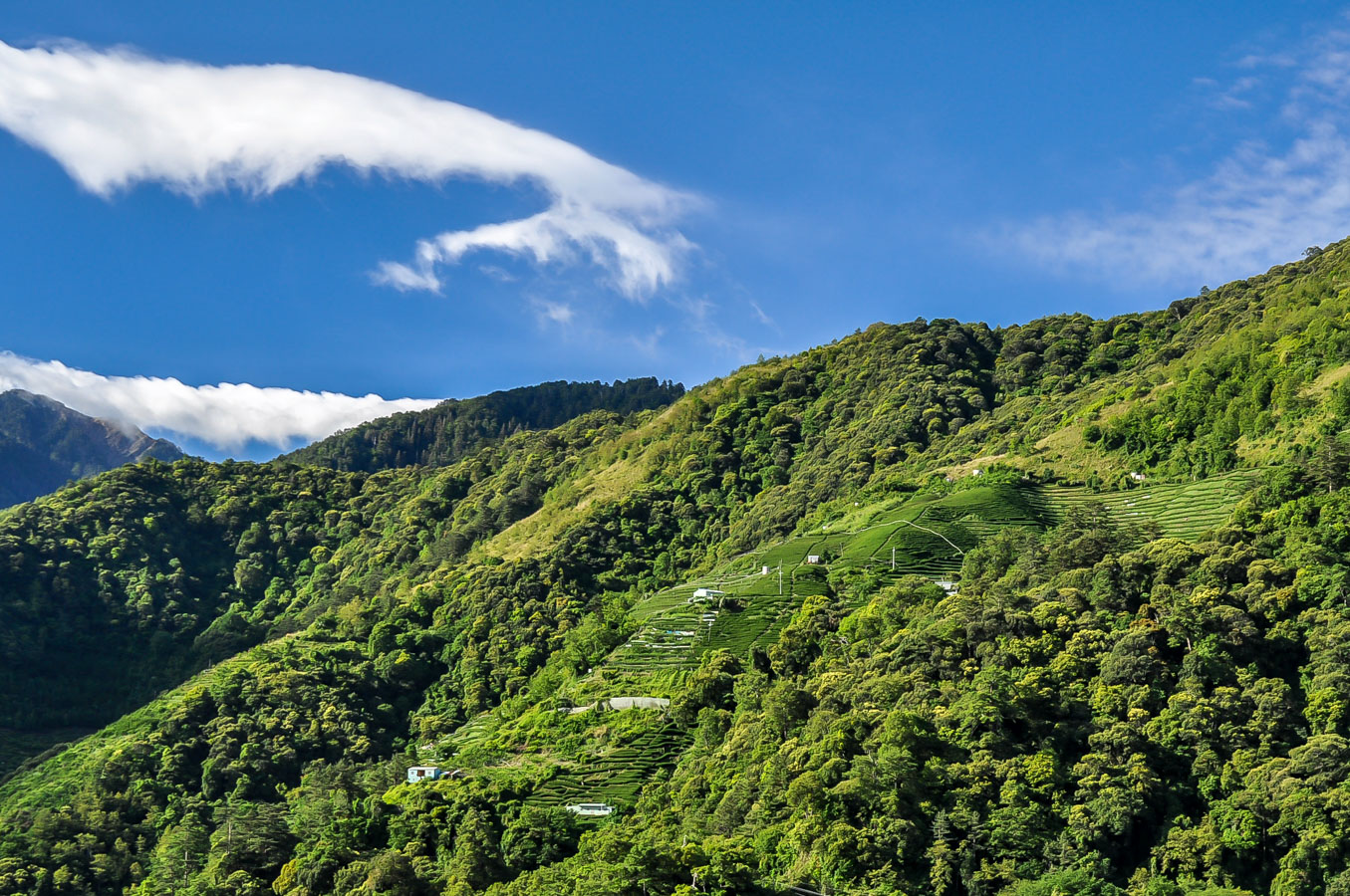 Tea Masters: Glorious high mountain Oolong