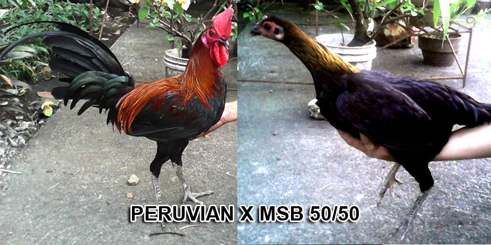Gamefowl breeders: Peruvian Gamefowl