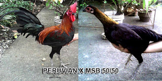 Gamefowl breeders: Peruvian Gamefowl