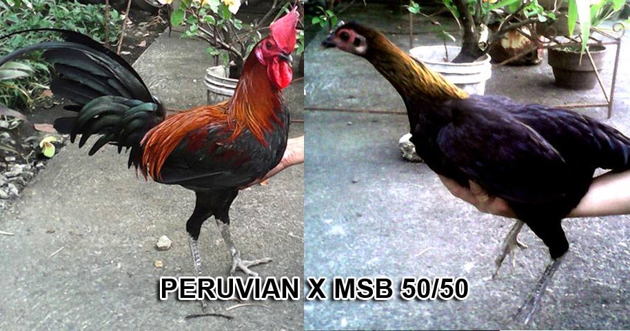 Gamefowl breeders: Peruvian Gamefowl