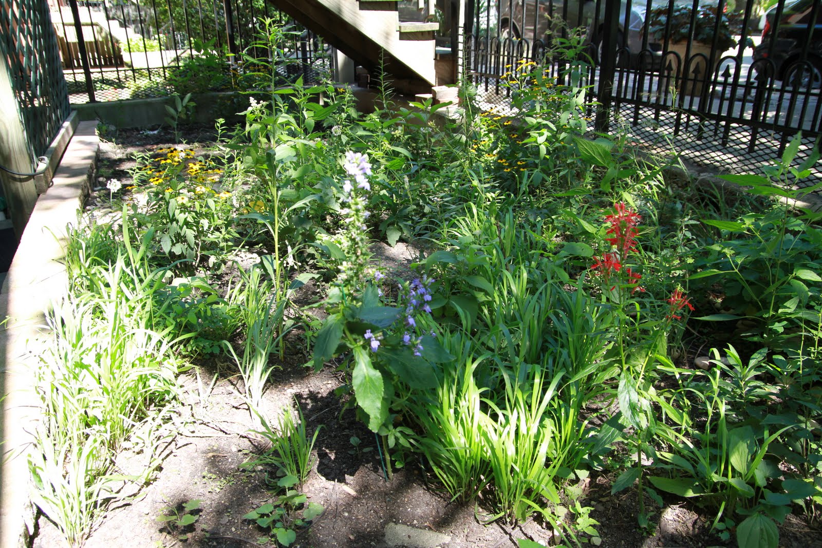 Chicago Native Plants