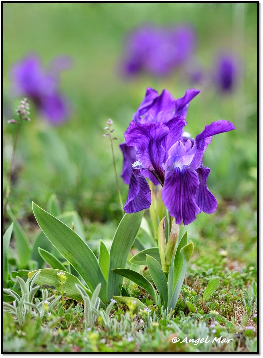 Flores y Bichos ***: Lirios silvestres / Wild lilies (Iris lutescens ...