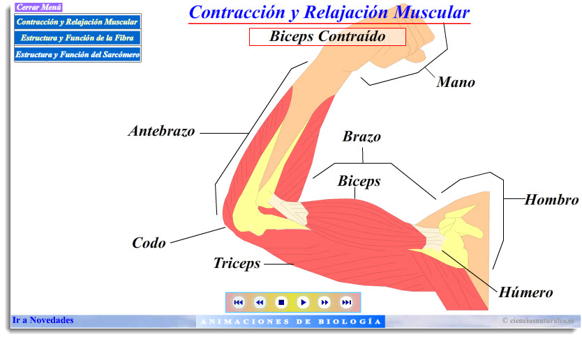 Avibert: Contracción y Relajación Muscular Animación