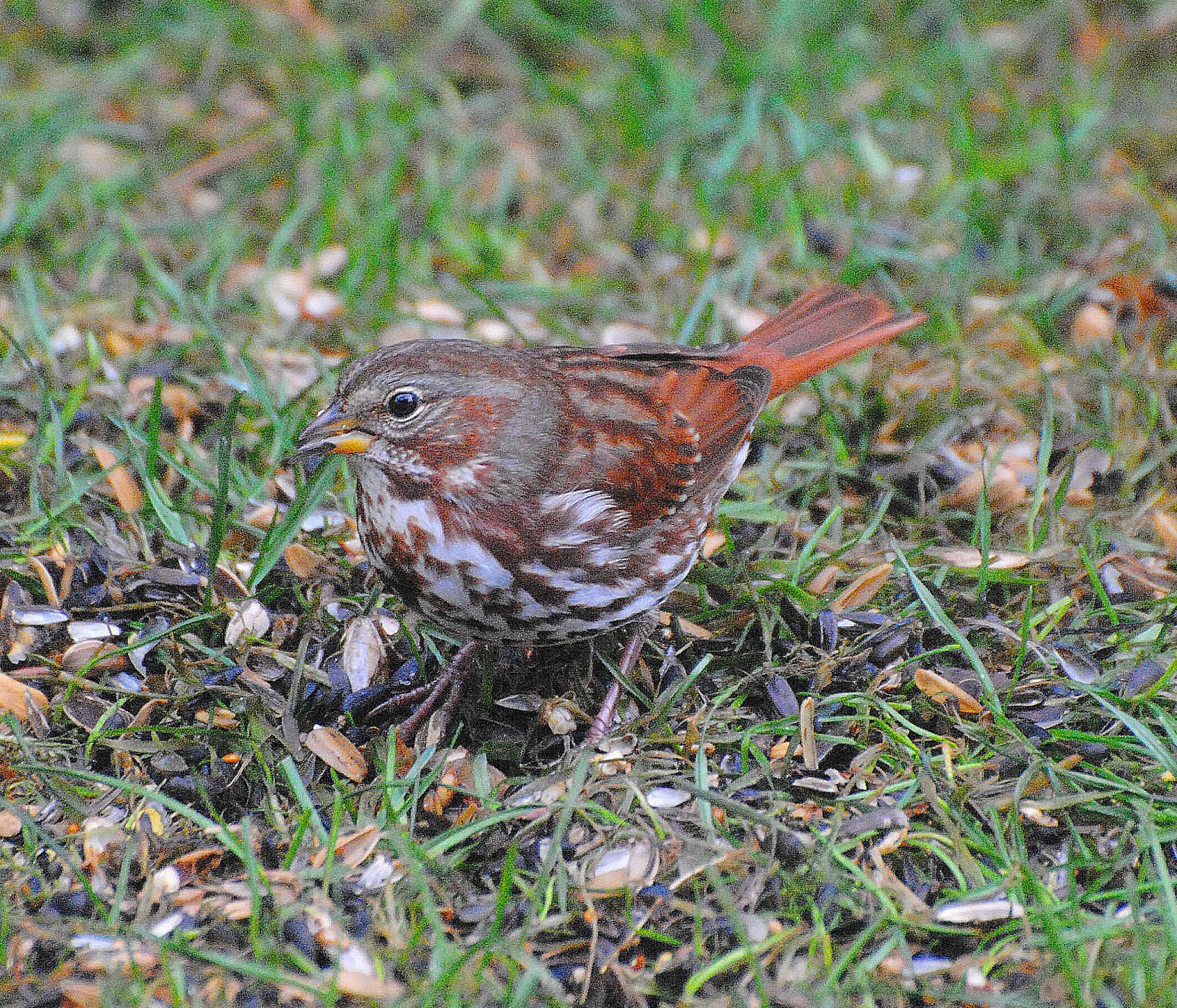 BARRY the BIRDER: Fox Sparrows still coming through