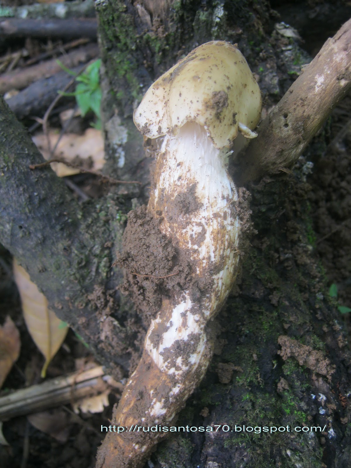 Rudi Santosa: Supa Suung