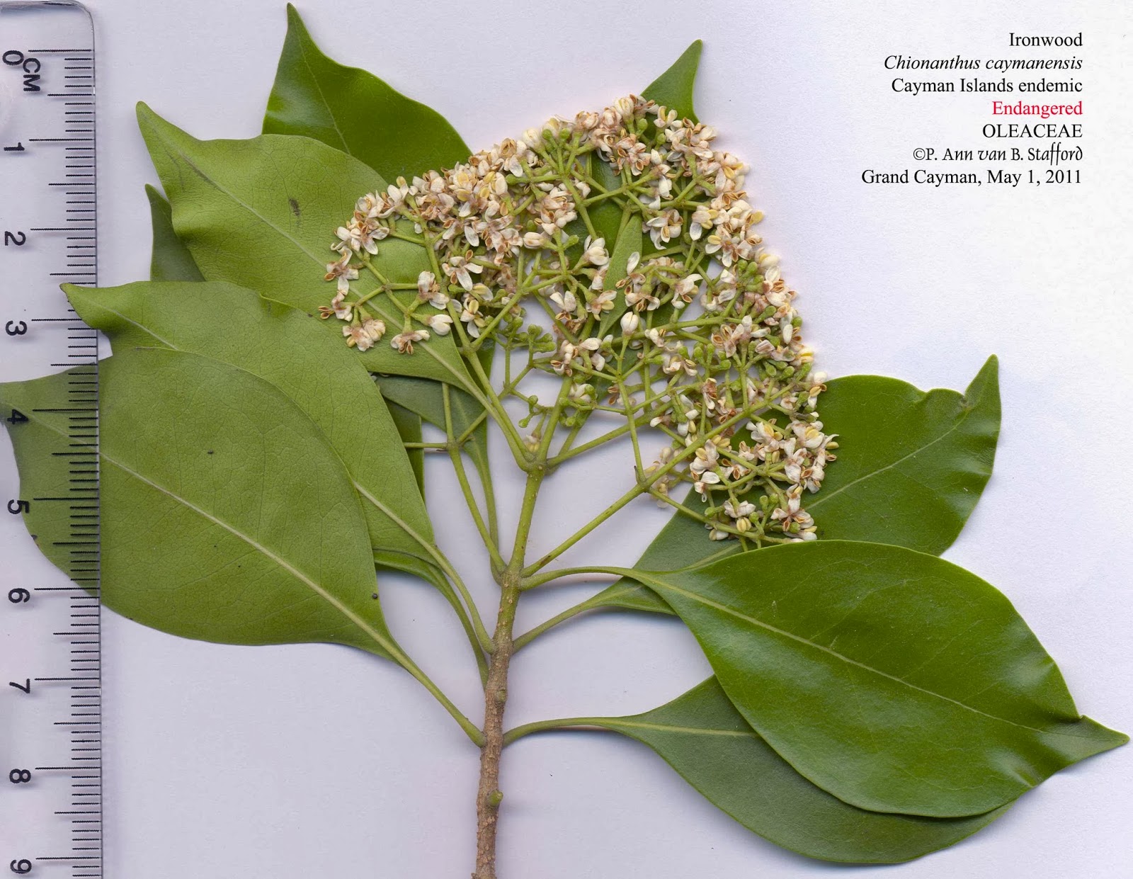 CaymANNature: Cayman PLANTS