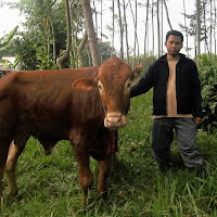 100++ Gambar Sapi Limosin