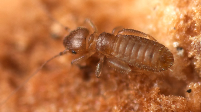 ムシをデザインしたのはダレ？: コナチャタテ科 Liposcelis sp.