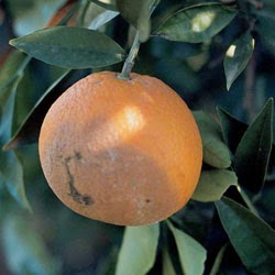 Garden Guy Hawaii: Citrus Brown Rot