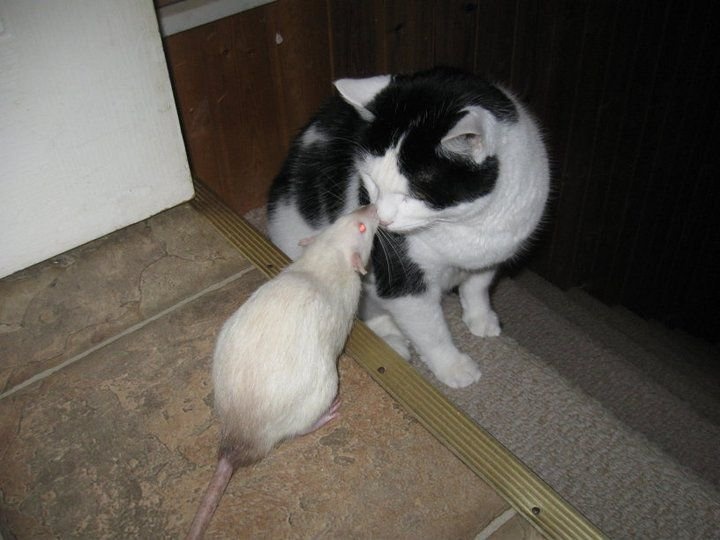 Mis Caprichos by liza: Lecciones gatunas:Como tratar a una rata