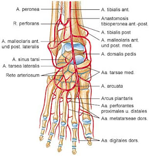 Rajat Das Gupta: The Arteria Dorsalis Pedis