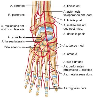 Rajat Das Gupta: The Arteria Dorsalis Pedis