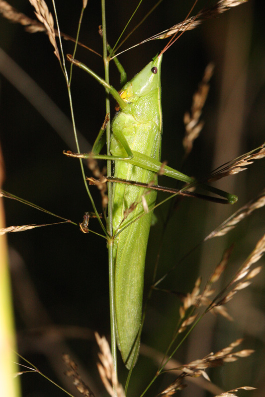 Eastern Pennsylvania Phenology: Katydids
