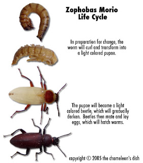 Superworm Farmer: Day 3 - Massive die off