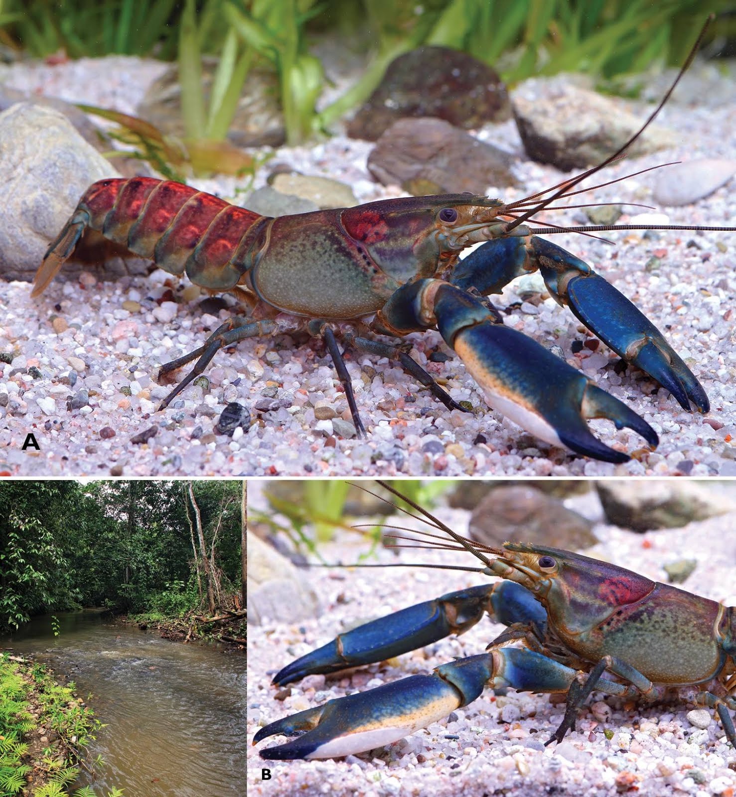Species New to Science: [Crustacea • 2017] Cherax warsamsonicus • A New ...