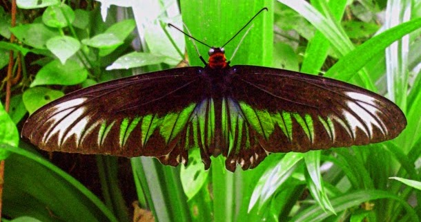 Jalan-jalan Ke Taman Rama-rama Kuala Lumpur |MyRokan