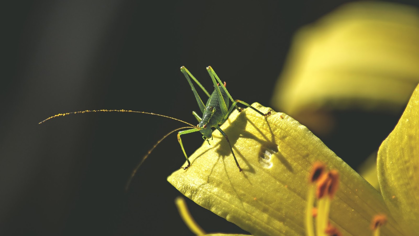 Tierra del haiku, fundada en 2009: 2018