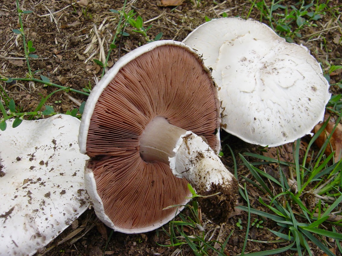 Guía de Setas y Hongos de Navarra.: Agaricus campestris (L)Fr
