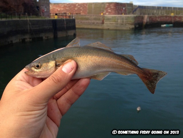 Something Fishy Going On: August 2013