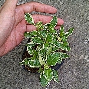 Jual pohon krokot | KUNING, VARIEGATA, MERAH, HIJAU | suplier tanaman ...