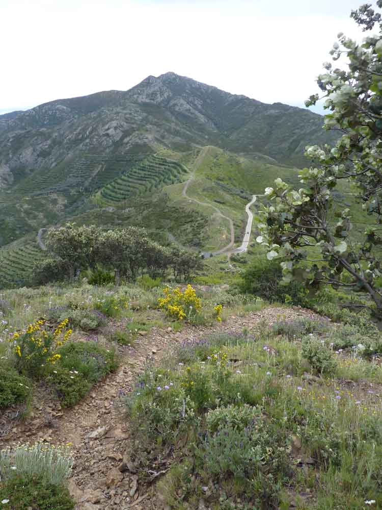 les randos de Jopa: col de Banyuls / Pic Sailfort
