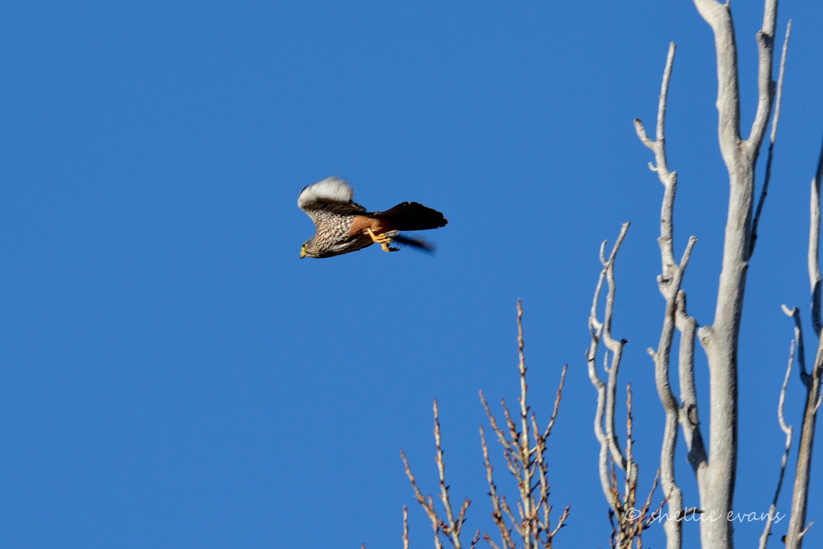 Two Go Tiki Touring: Finches & A Falcon