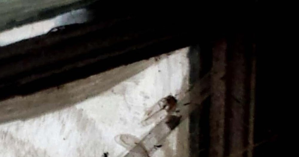 Jason Reinders: Spider Webs - A Professional Review