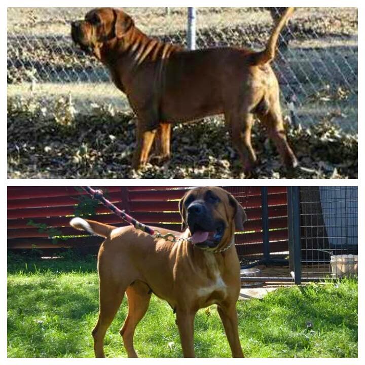 Tosa MN: Japanese Tosa Inu Puppies for Sale- Rare Japanese Champion ...