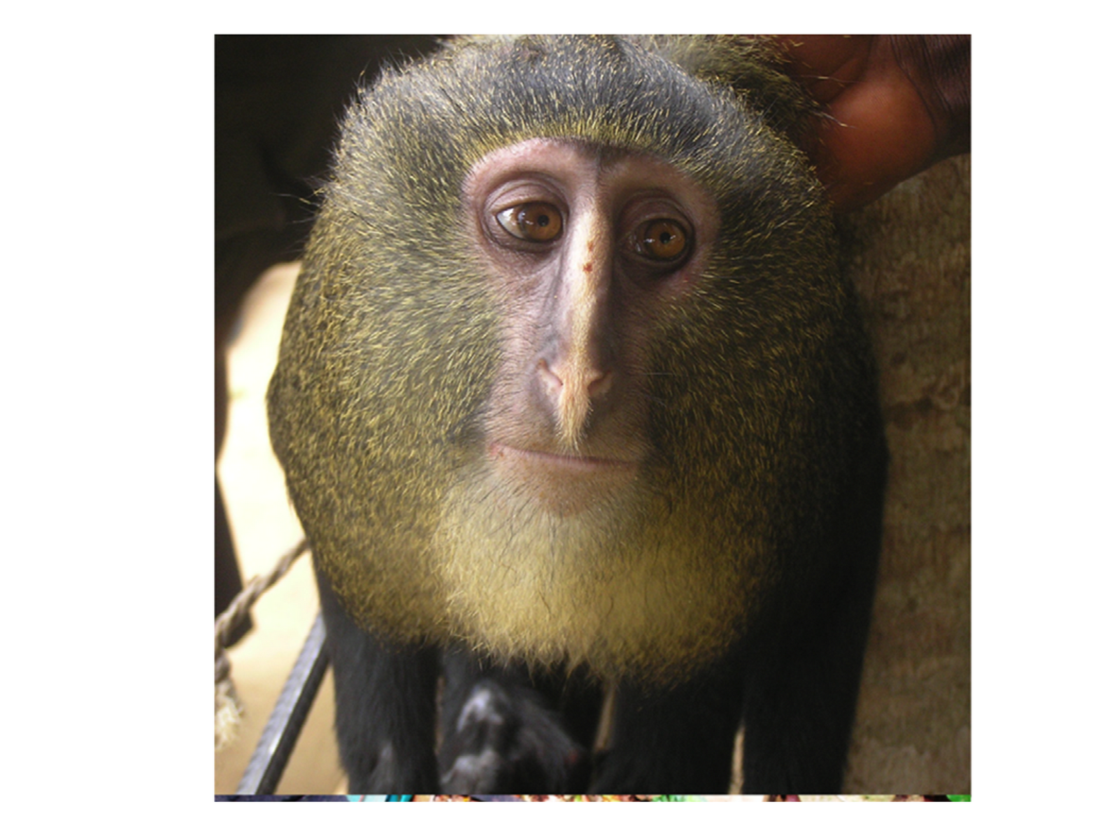 Dr. Amedeo Blog: Lesula!